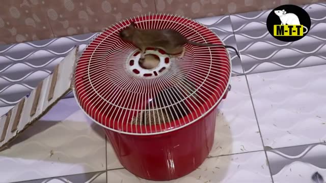 ساخته تله موش زنده در خانه به ساده ترین روش دلگرام
