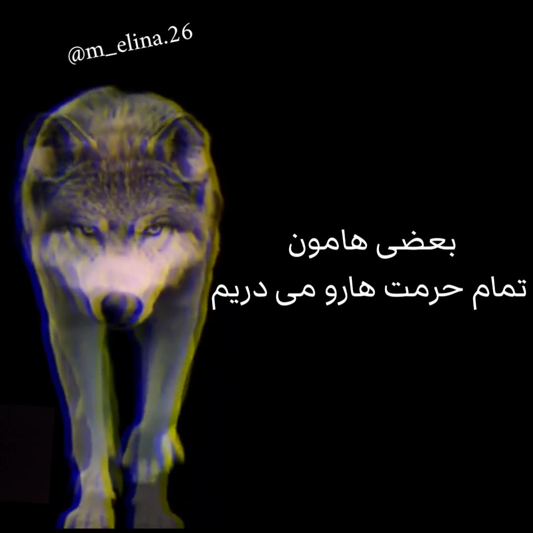 کلیپ گرگ با اهنگ خفن لاتی